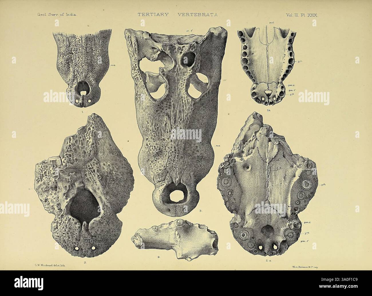 Indian Tertiary and post-Tertiary Vertebrata. Calcutta, Geological ...