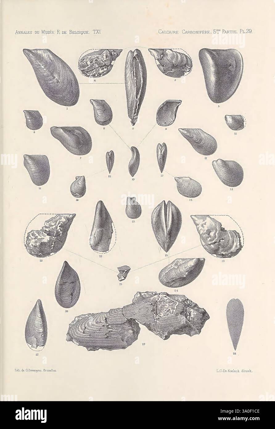 Detailed study of various shell forms hi-res stock photography and ...