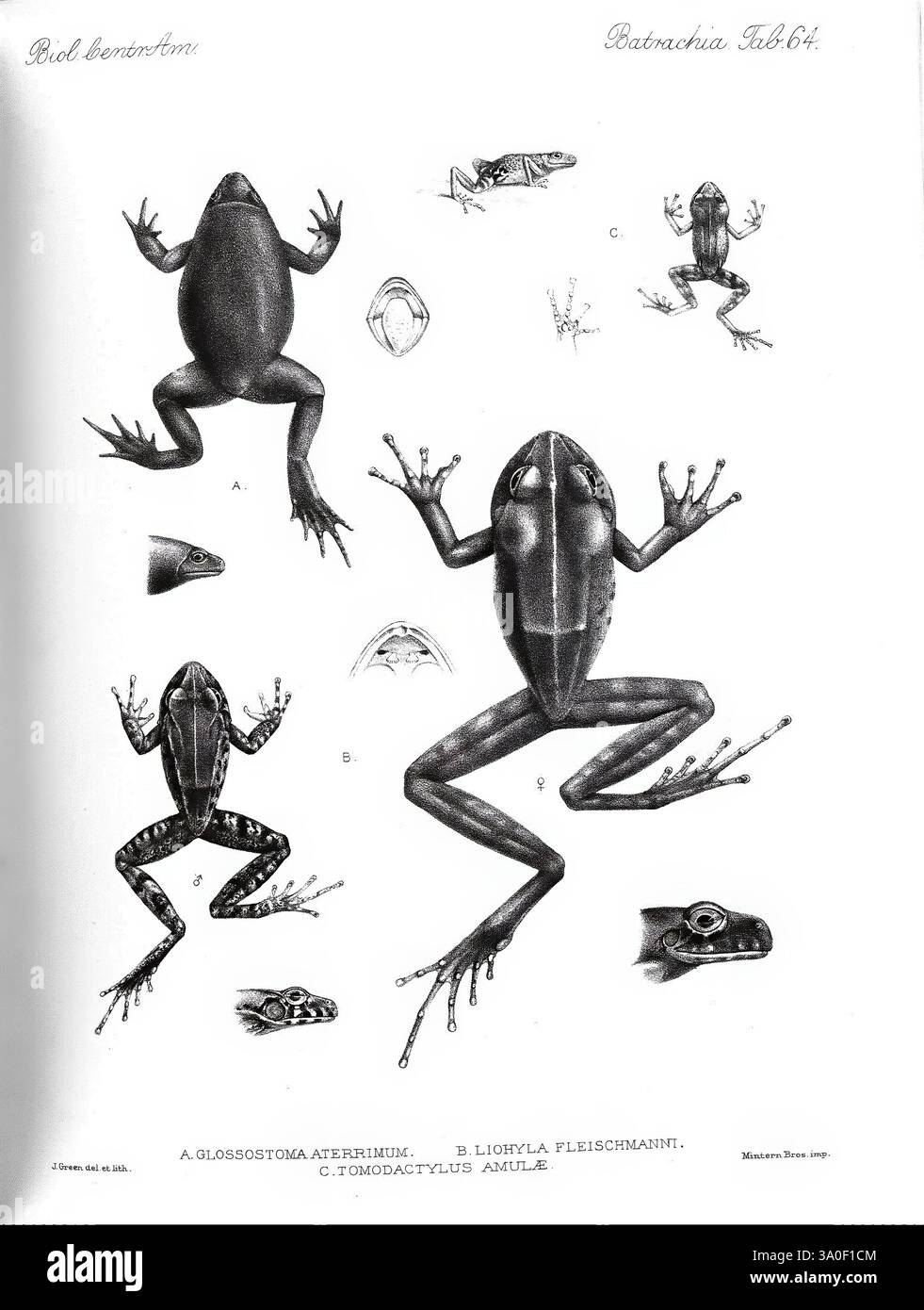 Frog anatomy hi-res stock photography and images - Alamy