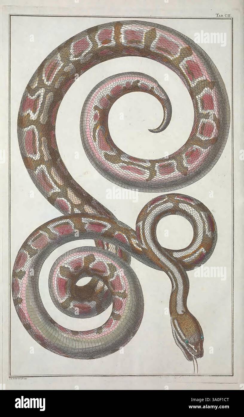 Locupletissimi rerum naturalium thesauri accurata descriptio, et ...