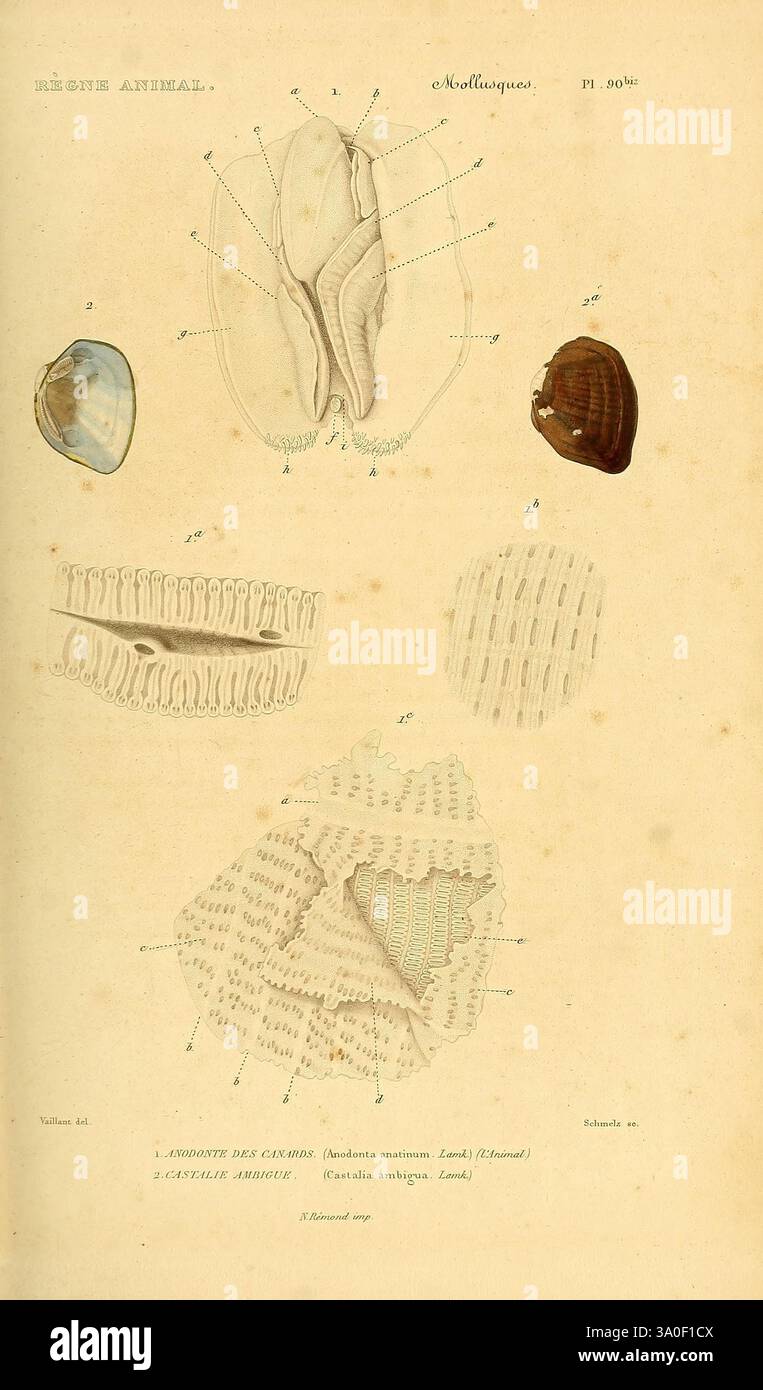Les mollusques Paris Fortin Masson et cie 1836-1845 mollusks ...