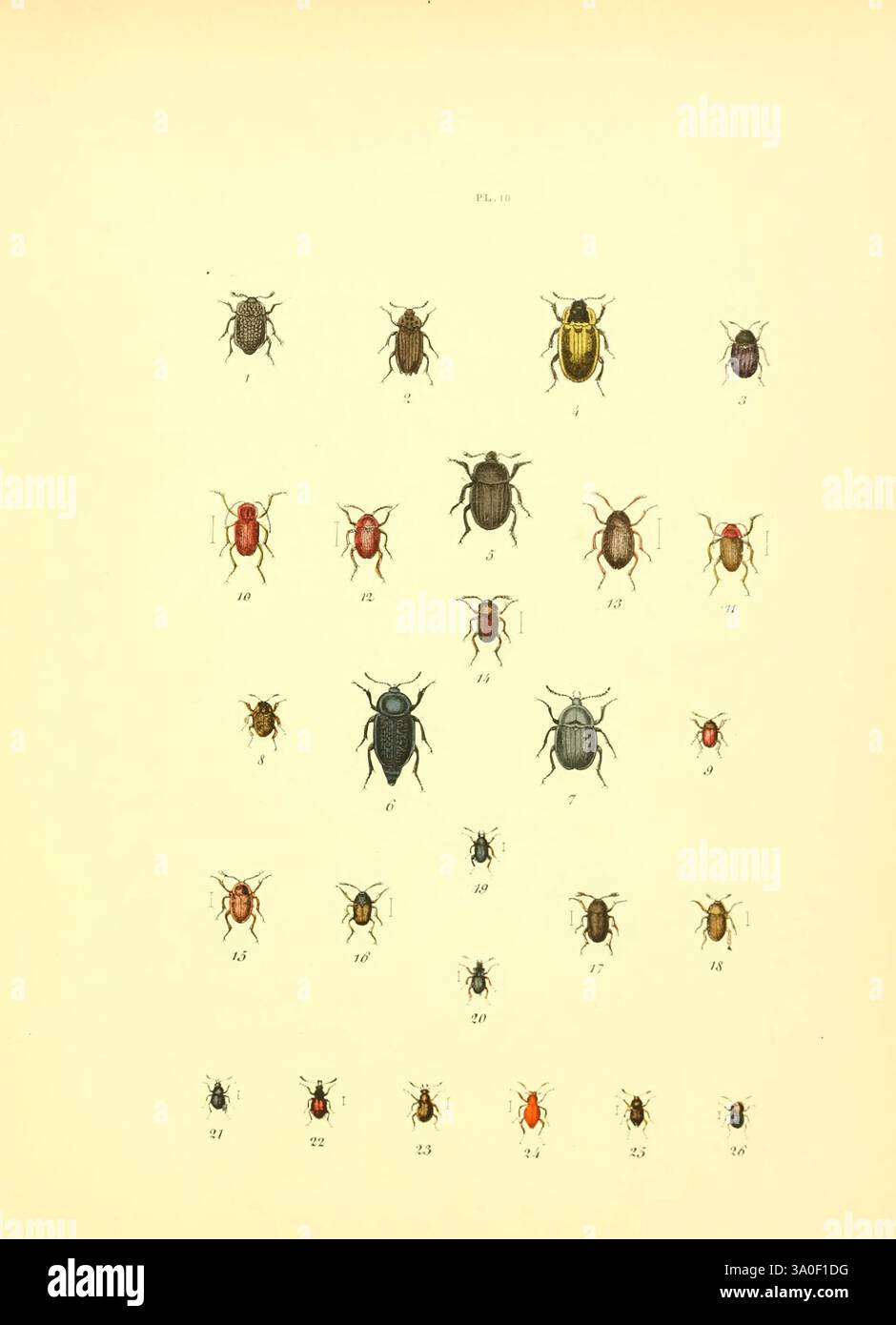 Musée entomologique illustré t.1 Paris, Rothschild, 1876-1878, beetles ...