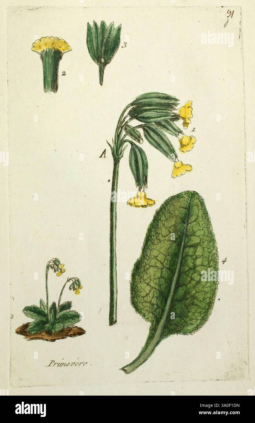 Flora Parisiensis Paris, P.F. Didot, 1776-1783. plants, plant, Paris ...