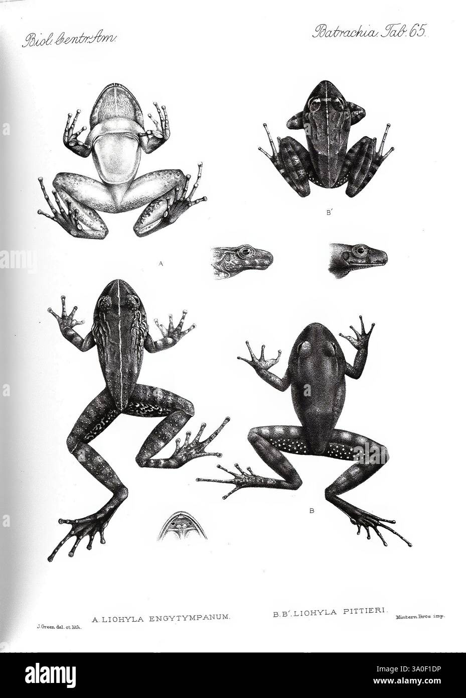 Various anatomical features of two distinct species of frogs hi-res ...