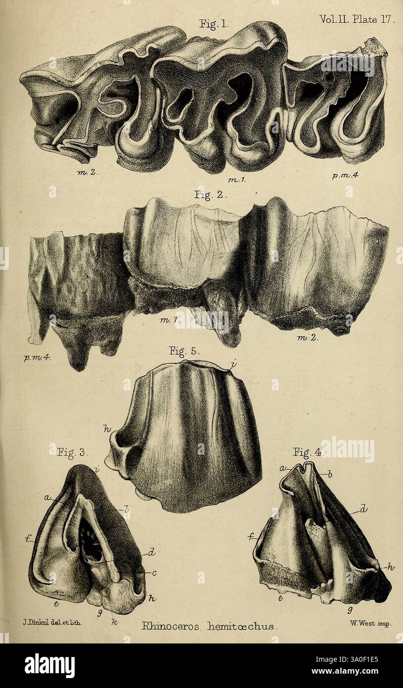 Palaeontological, memoirs, and, notes, of, H, Falconer, with, a ...