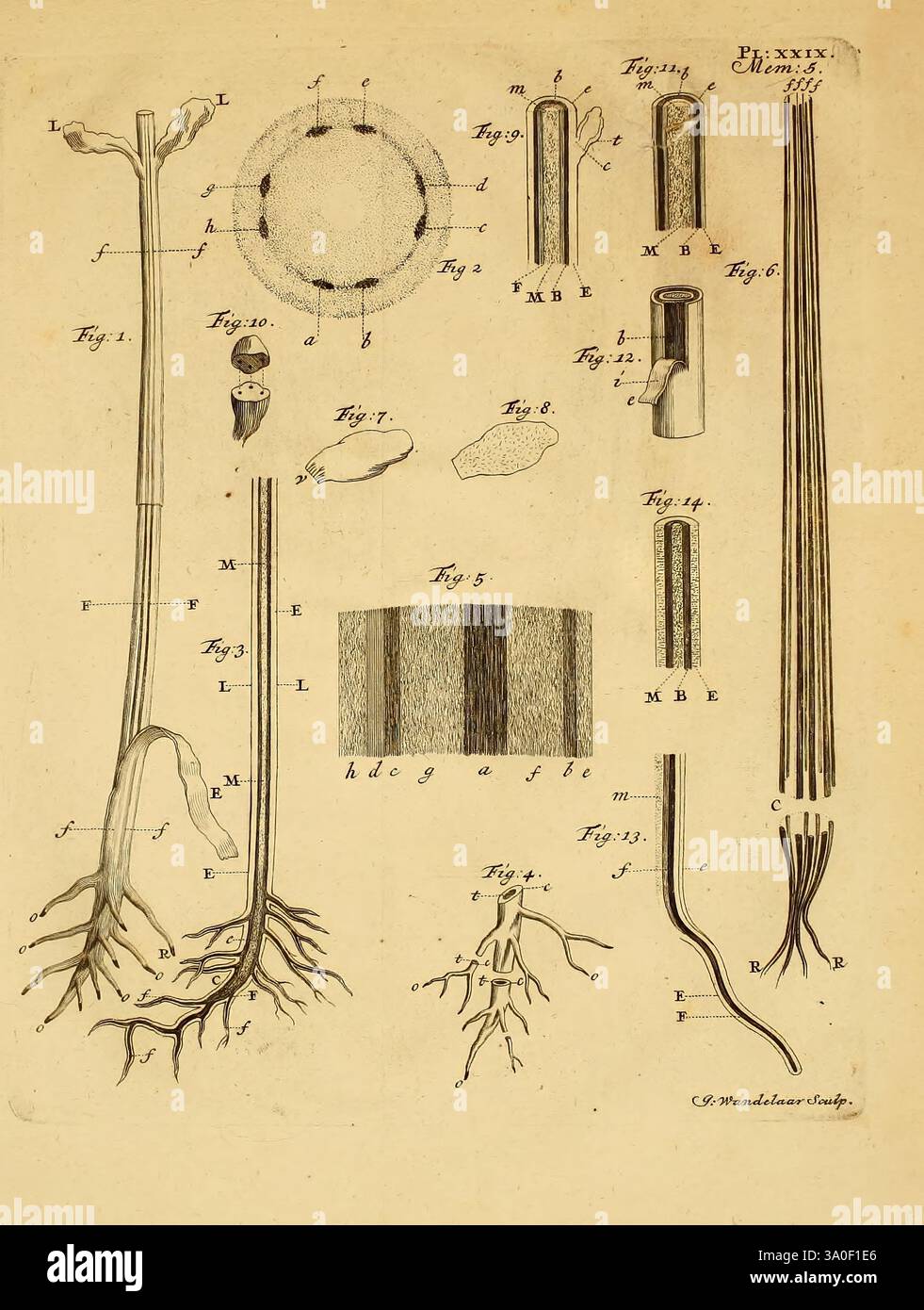 Inner tissue organization hi-res stock photography and images - Alamy