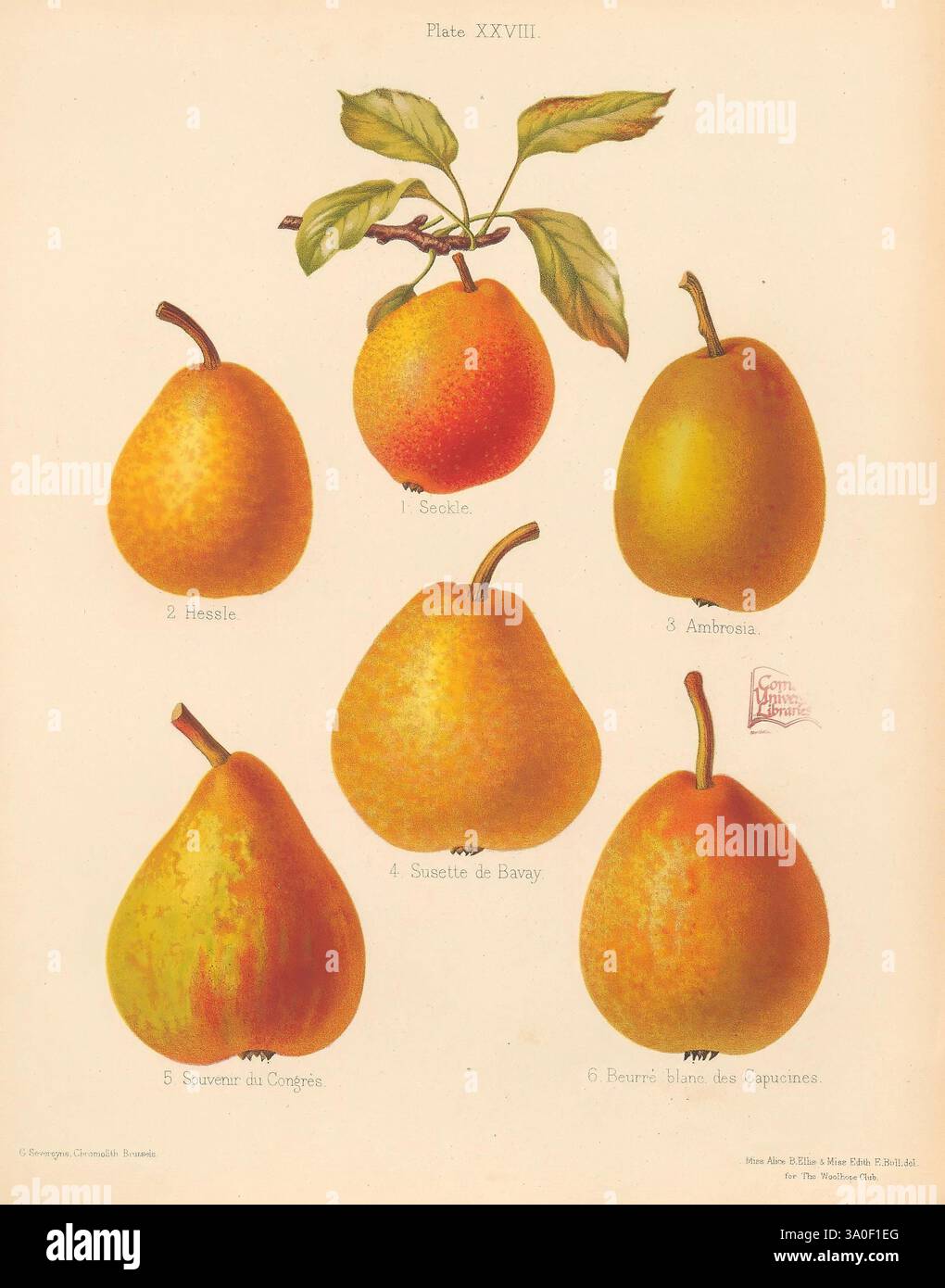 Central row presents four different pear varieties hi-res stock ...