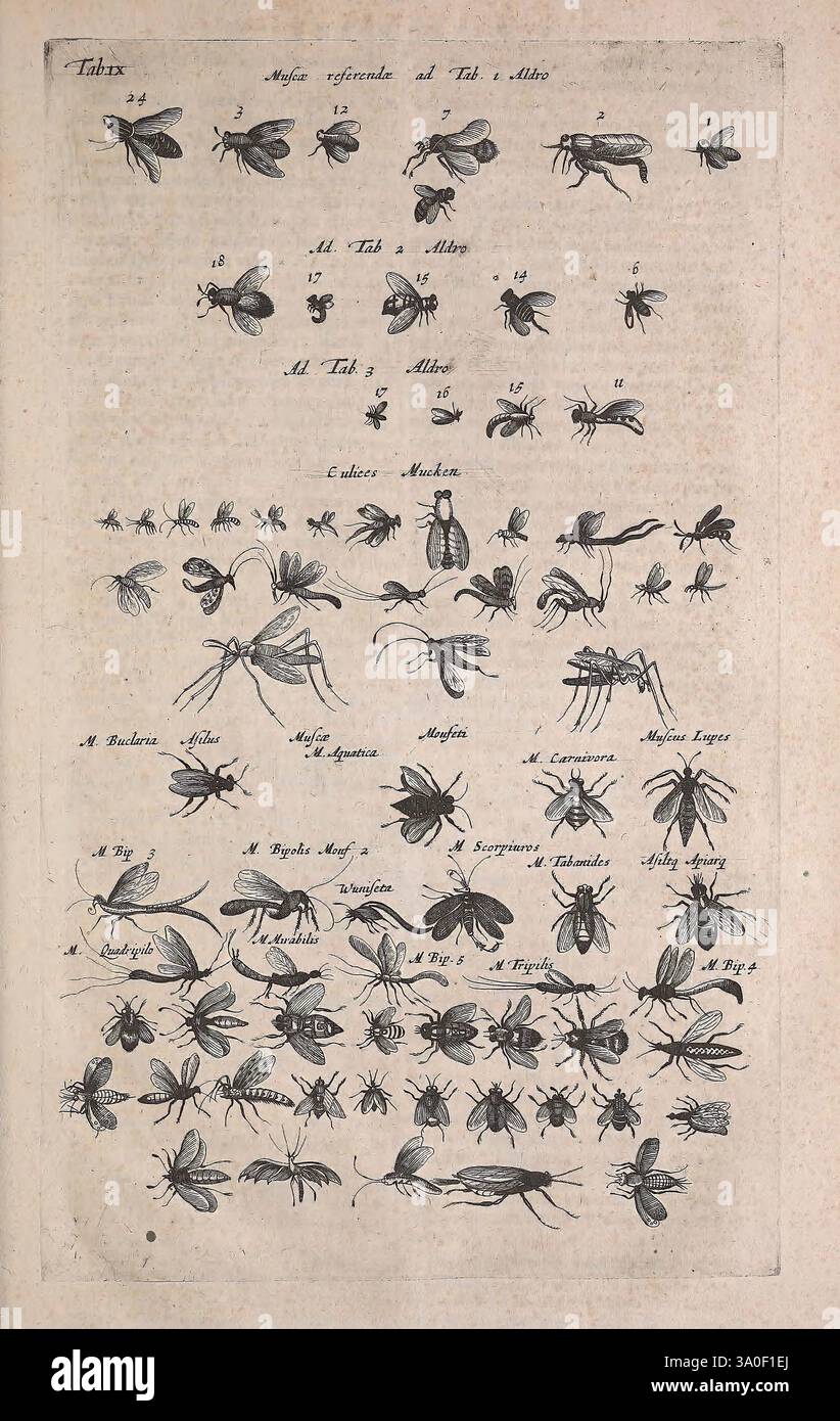 Different categories of insects hi-res stock photography and images - Alamy