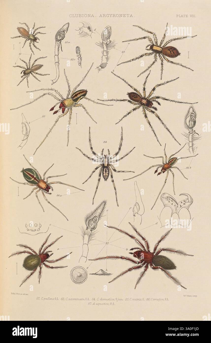 Various detailed species of spiders hi-res stock photography and images ...