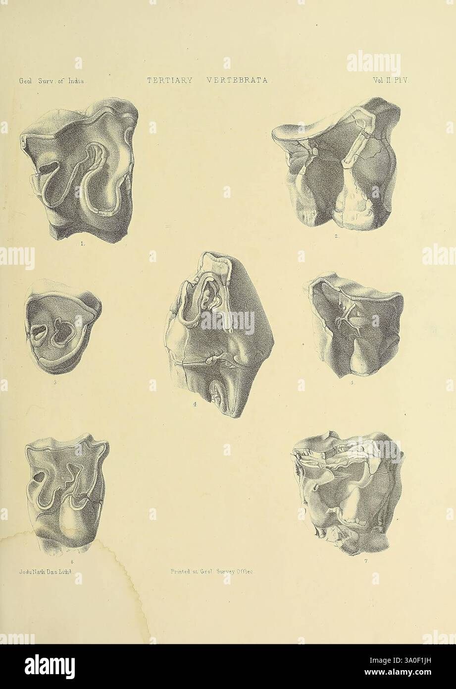 Tertiary vertebrata hi-res stock photography and images - Alamy