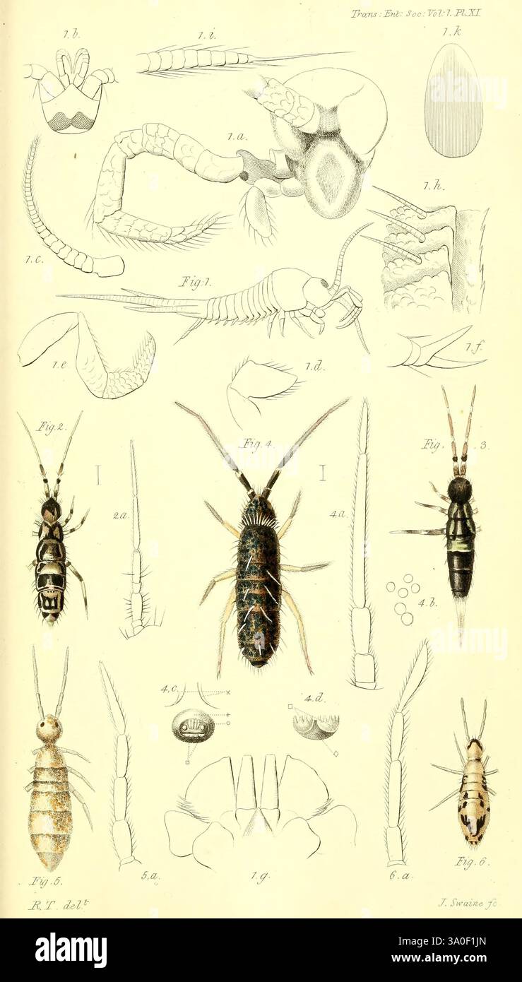 Body segments of different types of insects hi-res stock photography ...