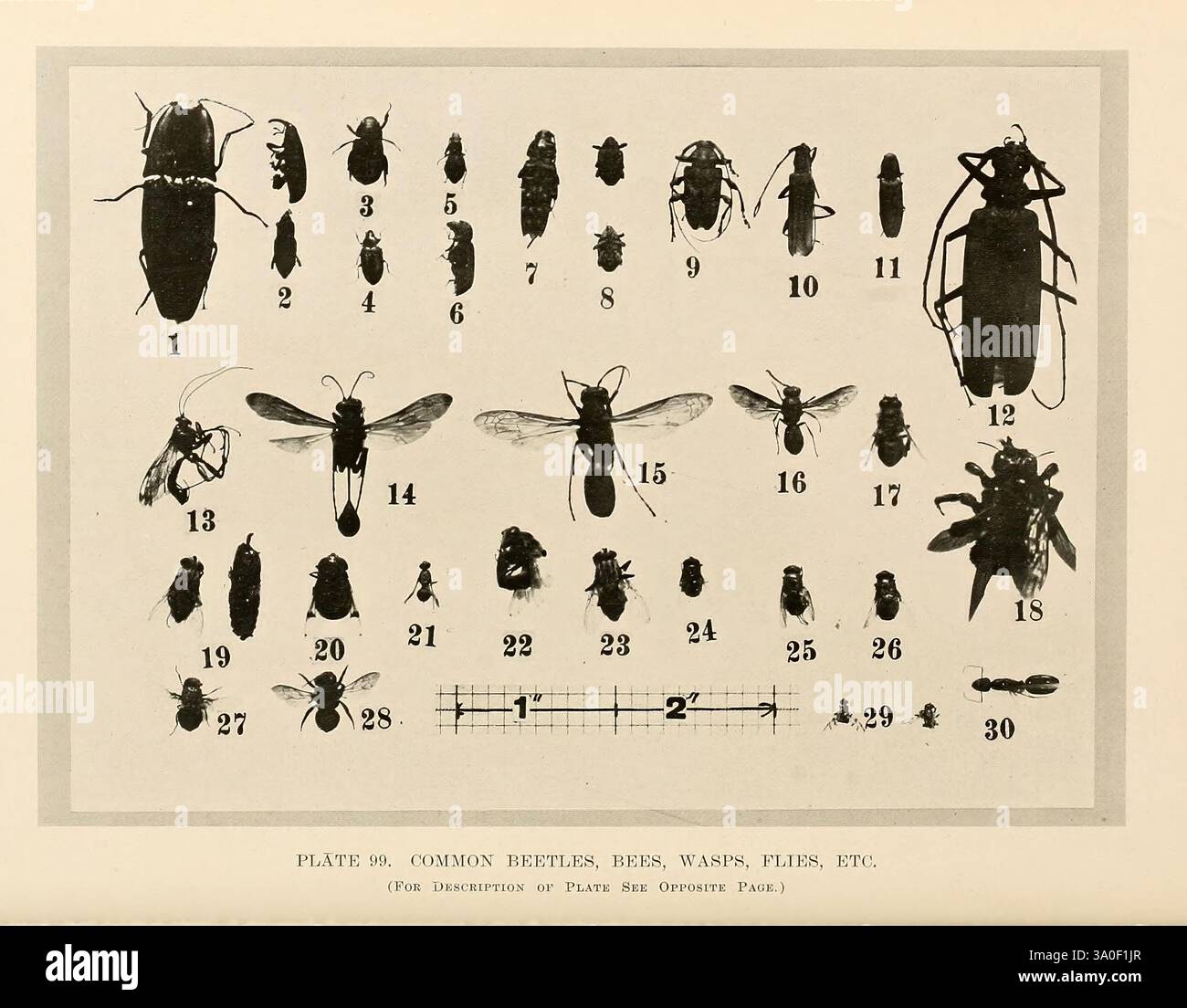 Comprehensive array of various insects hi-res stock photography and ...