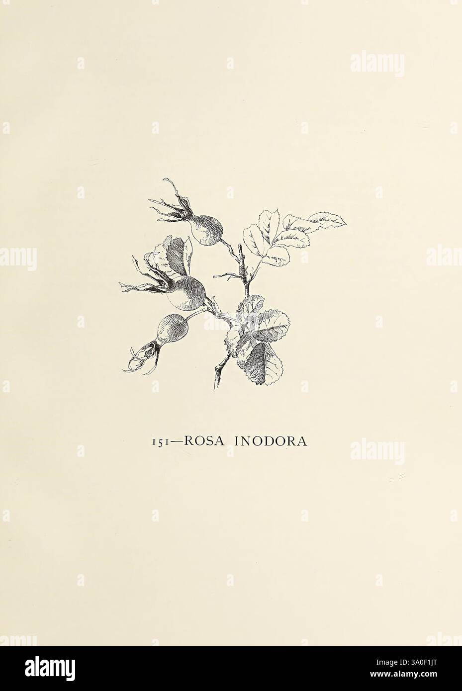 The Genus Rosa, 1914, roses, A delicate botanical illustration features ...