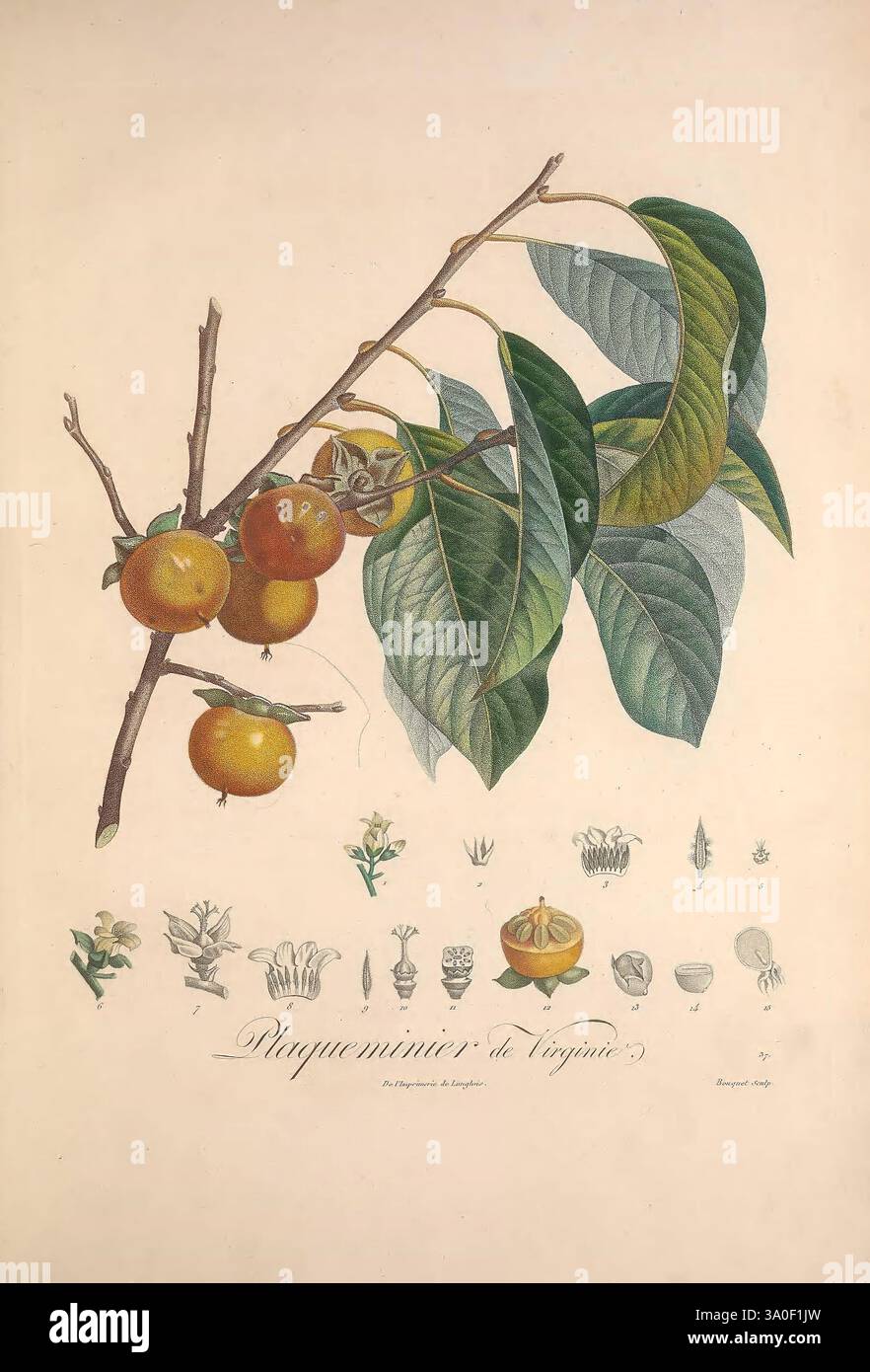 Persimmons anatomy hi-res stock photography and images - Alamy