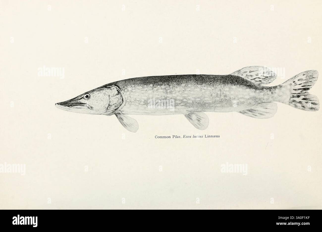 Significant player in freshwater ecosystems hi-res stock photography ...