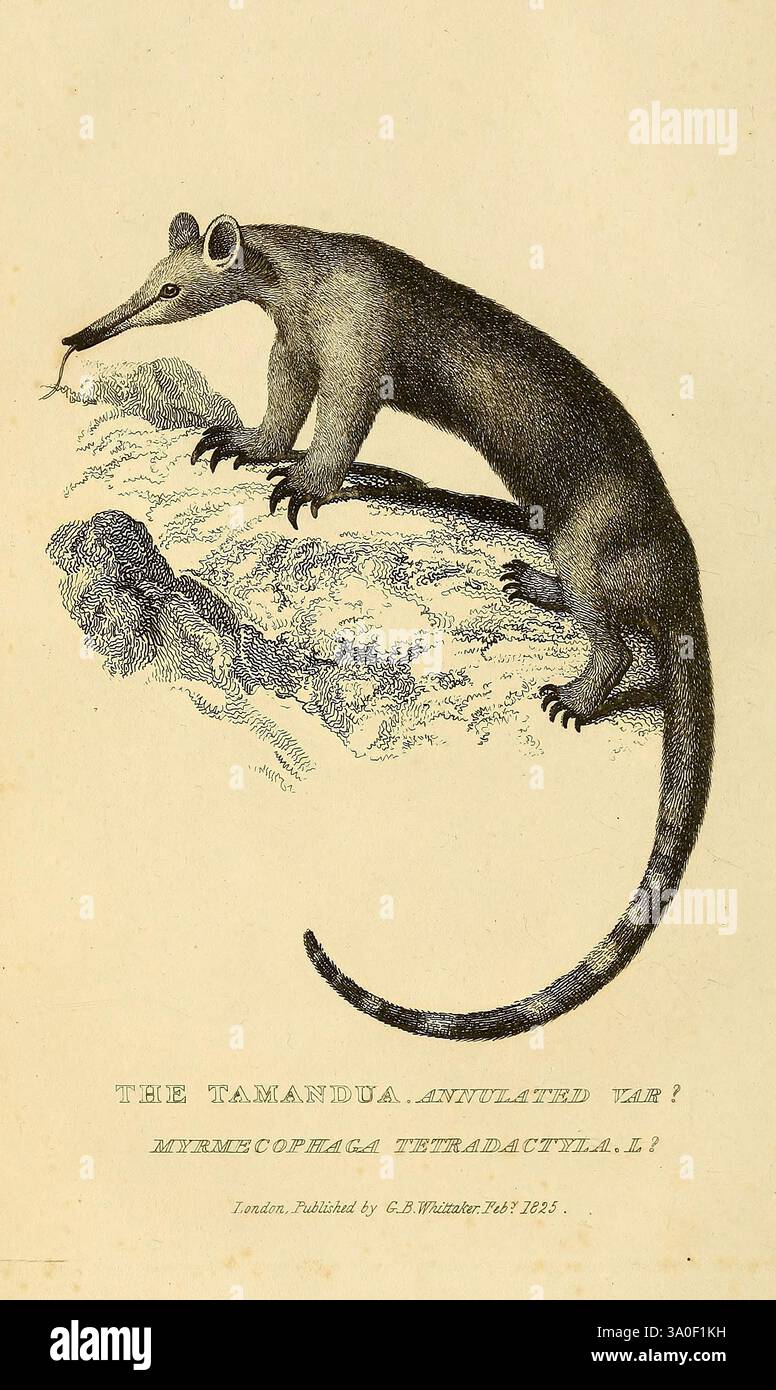 The class Mammalia, London, Printed for Geo. B. Whittaker, 1827 ...