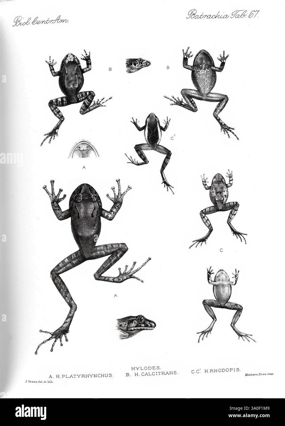 Detailed depictions of various frog species hi-res stock photography ...