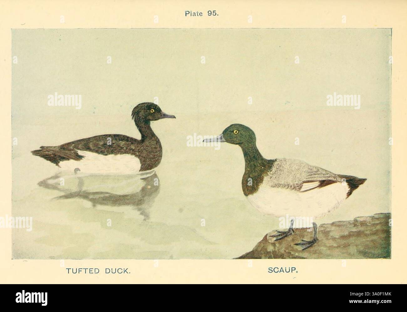 Image features two distinct waterfowl species hi-res stock photography ...