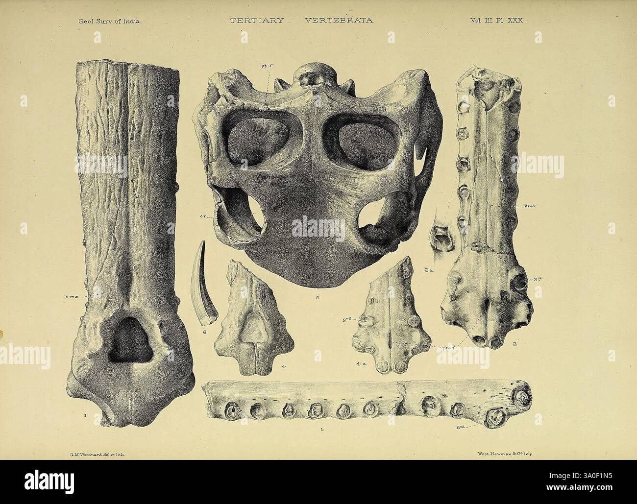 Featuring various vertebrae hi-res stock photography and images - Alamy