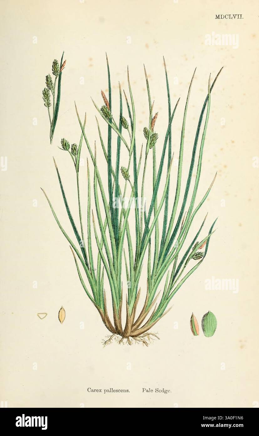 English, Botany, Coloured, Figures, British, Plants, London, R ...