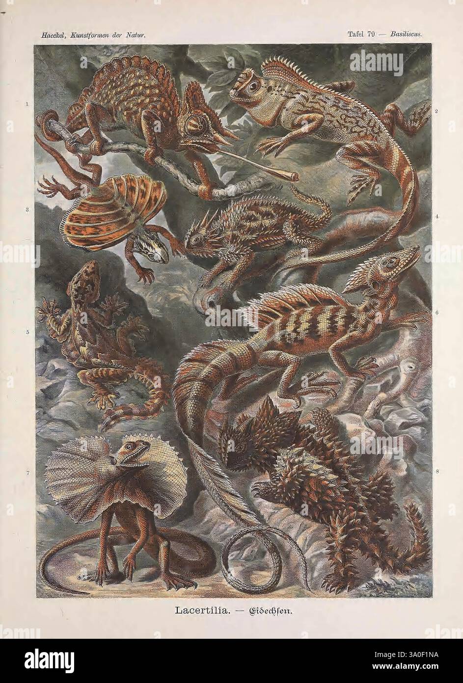 Diverse array of lizards hi-res stock photography and images - Alamy