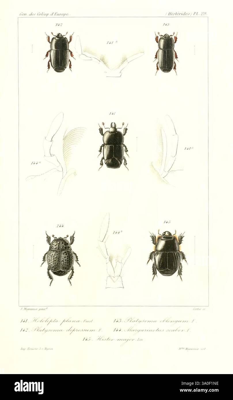 Top row highlights two distinct beetle species hi-res stock photography ...