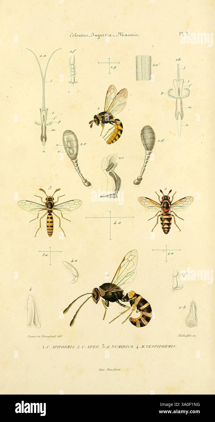 Études sur la famille des Vespidae, Paris, V. Masson, 1852-1858 ...