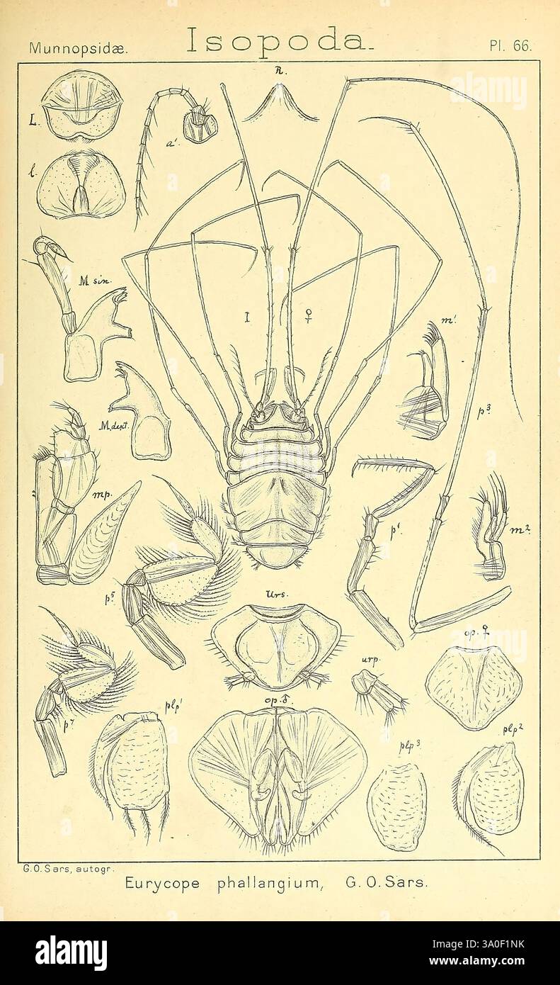 Detailed labeled diagrams of different body parts hi-res stock ...