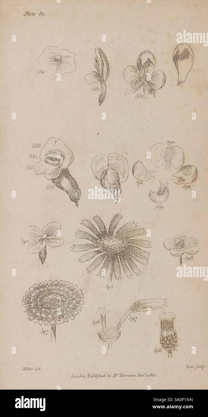 Featuring detailed representations of several flower species hi-res ...