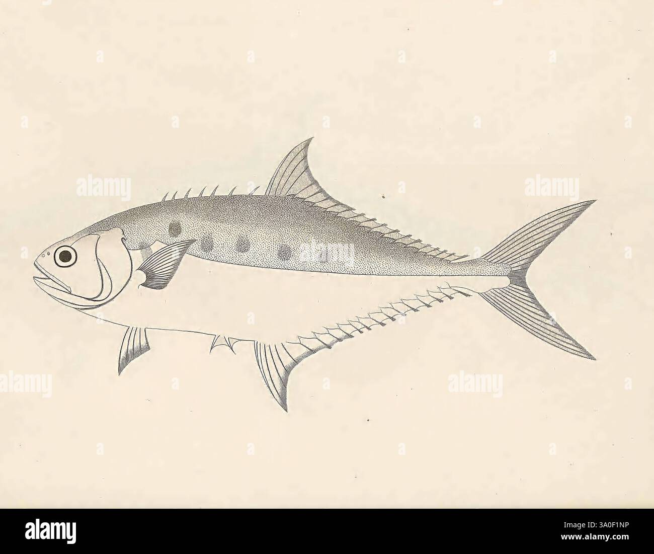 Tala fish hi-res stock photography and images - Alamy