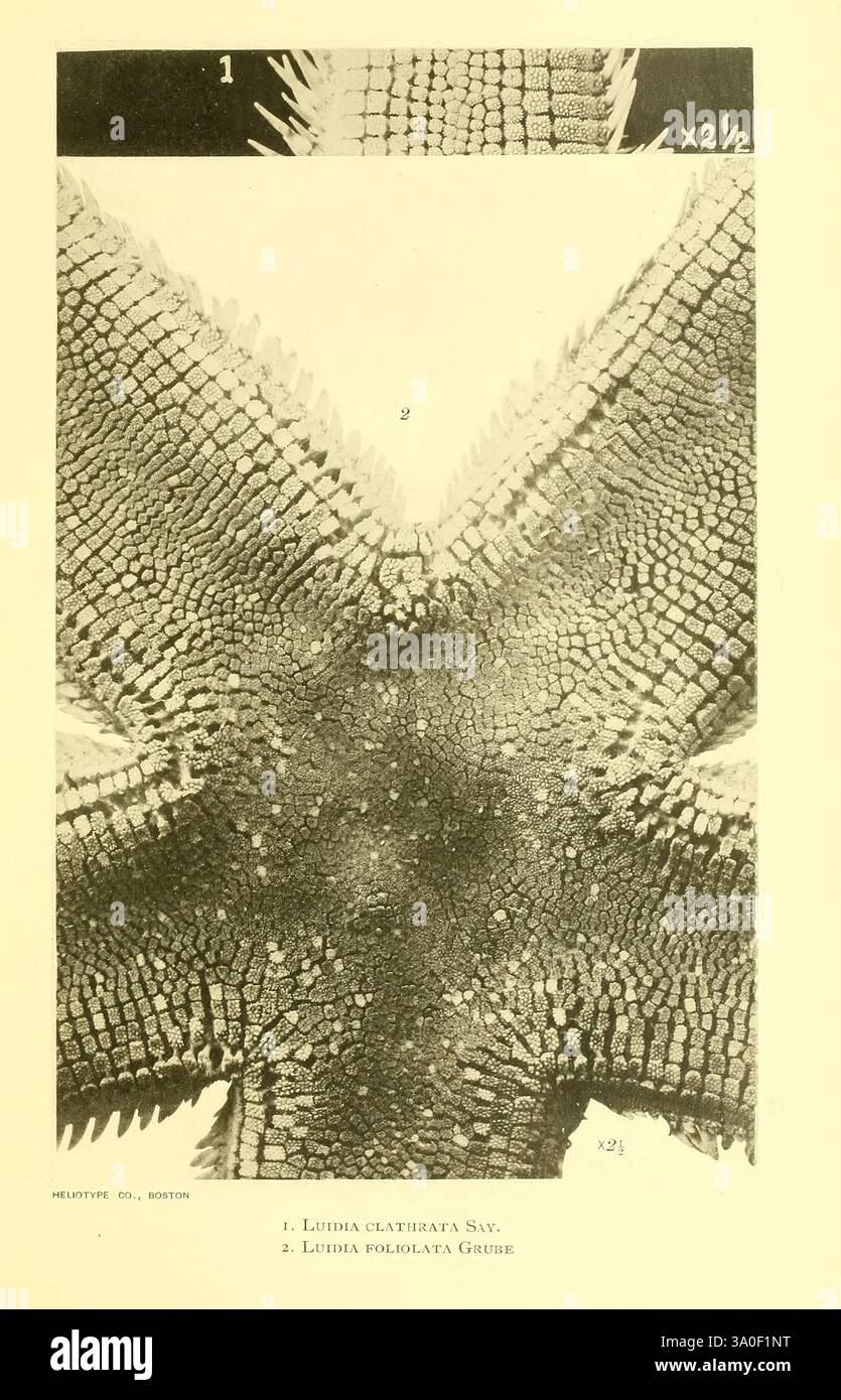 Harriman Alaska series, Washington, 1910-1914. Alaska, Natural History ...