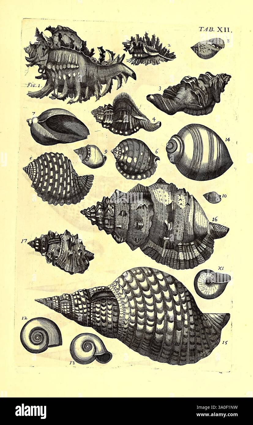 Jacobi Petiveri Opera, historiam naturalem spectantia 1767, natural ...