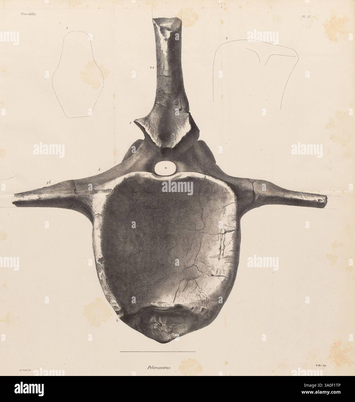 A history of British fossil reptiles, London, Cassell & Company Limited ...