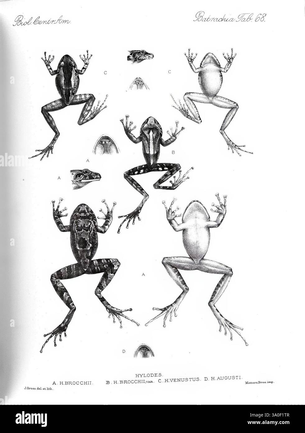 Biologia Centrali-Americana, London, 1879-1915. Archaeology, Botany ...