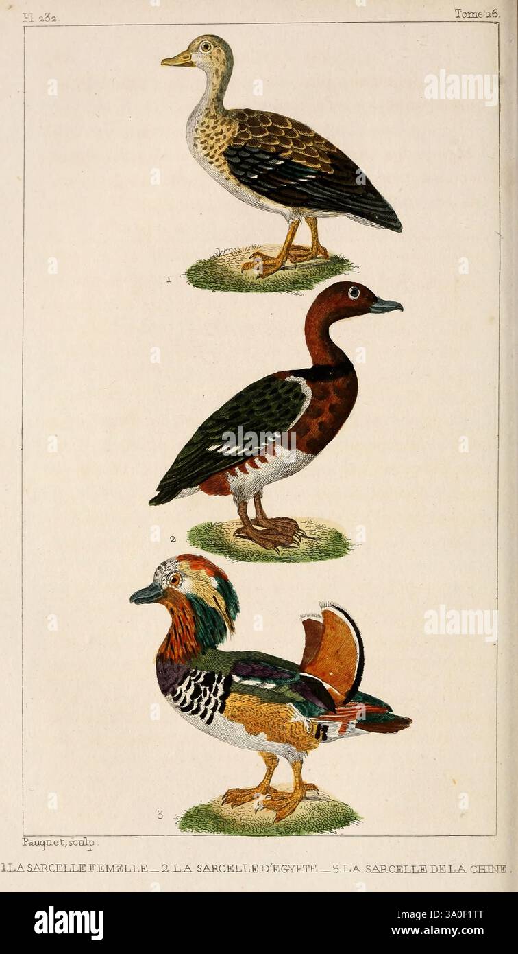 Illustration showcases three distinct species of ducks hi-res stock ...