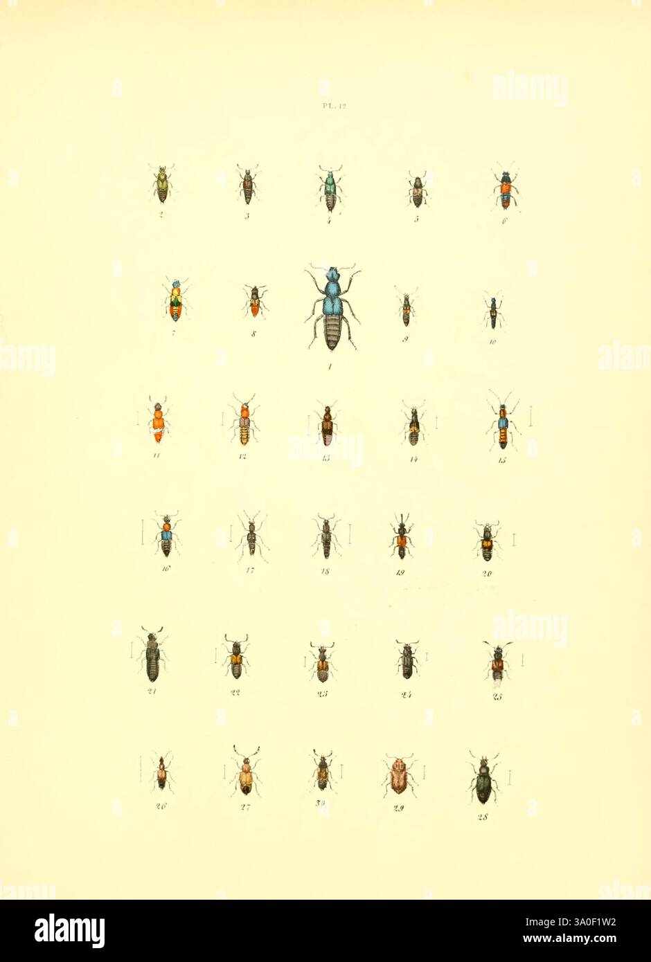 Lithocharis ochracea hi-res stock photography and images - Alamy