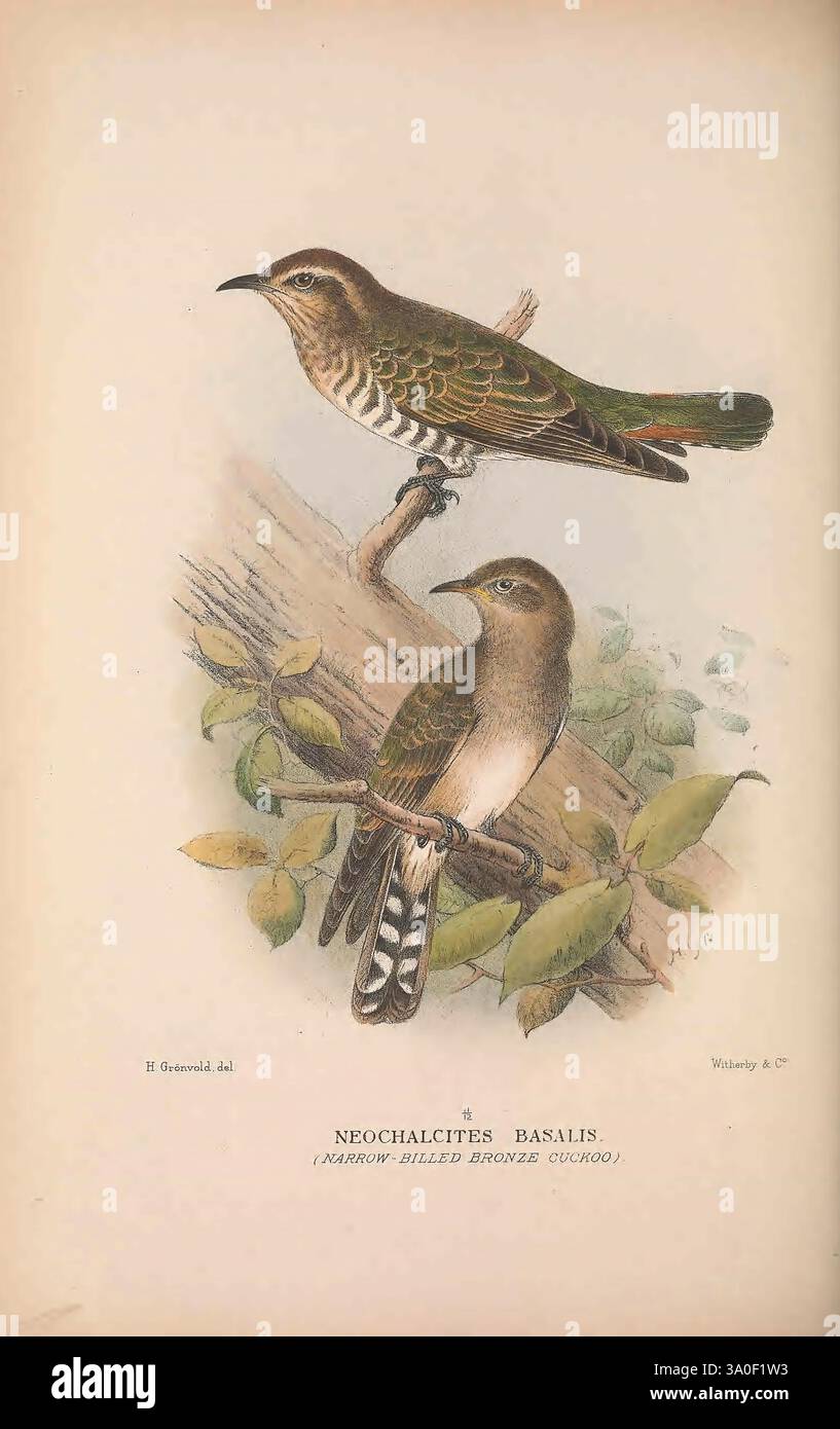 Muted color palette of light browns hi-res stock photography and images ...