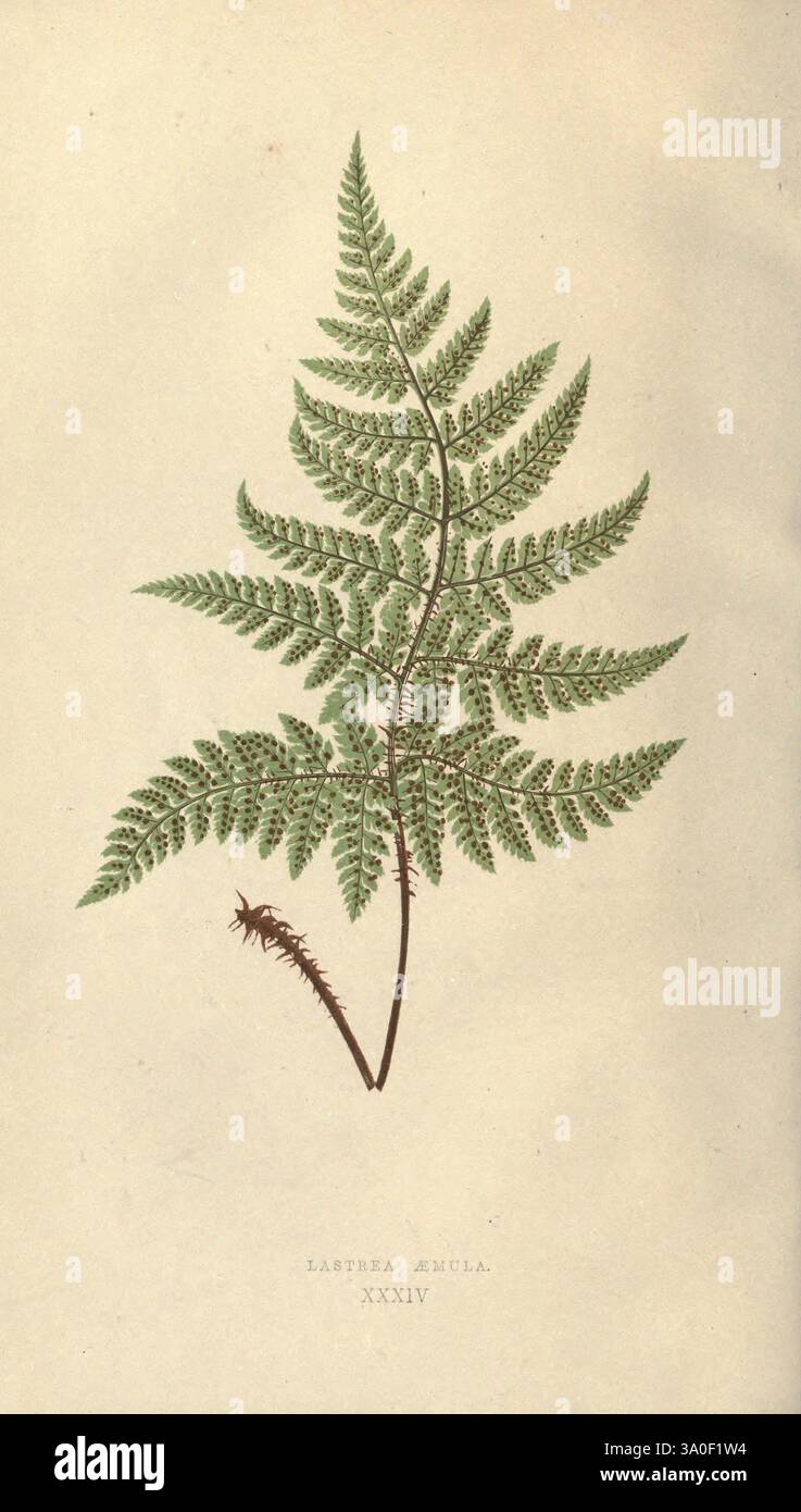 Our, Native, Ferns, or A, History, Of, The, British, Species, And ...
