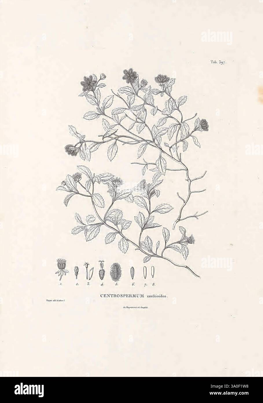 Nova Genera et Species Plantarum, Antverpiae, Ex Officina Christophori ...