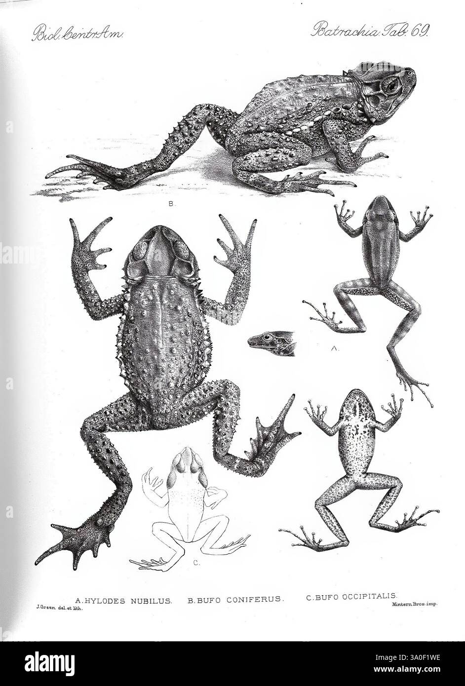 Various species of toads hi-res stock photography and images - Alamy