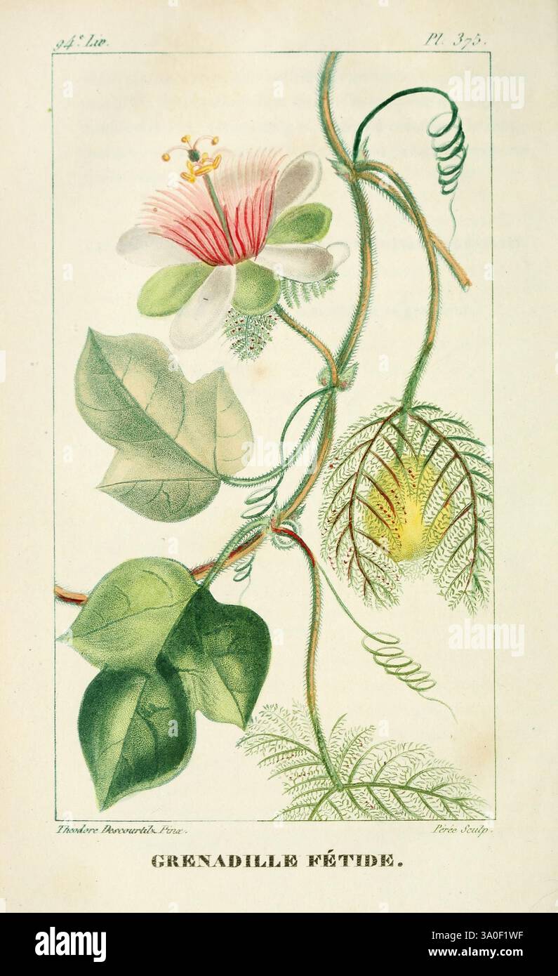 Flore pittoresque et médicale des Antilles, Paris, Pichard, 1821-1829 ...