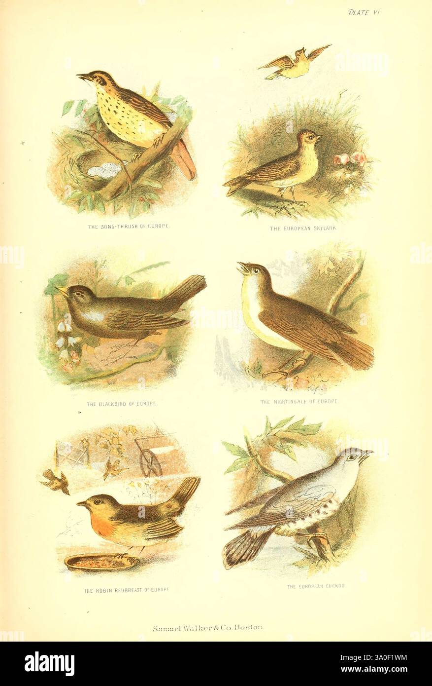 Six beautifully illustrated songbirds hi-res stock photography and ...