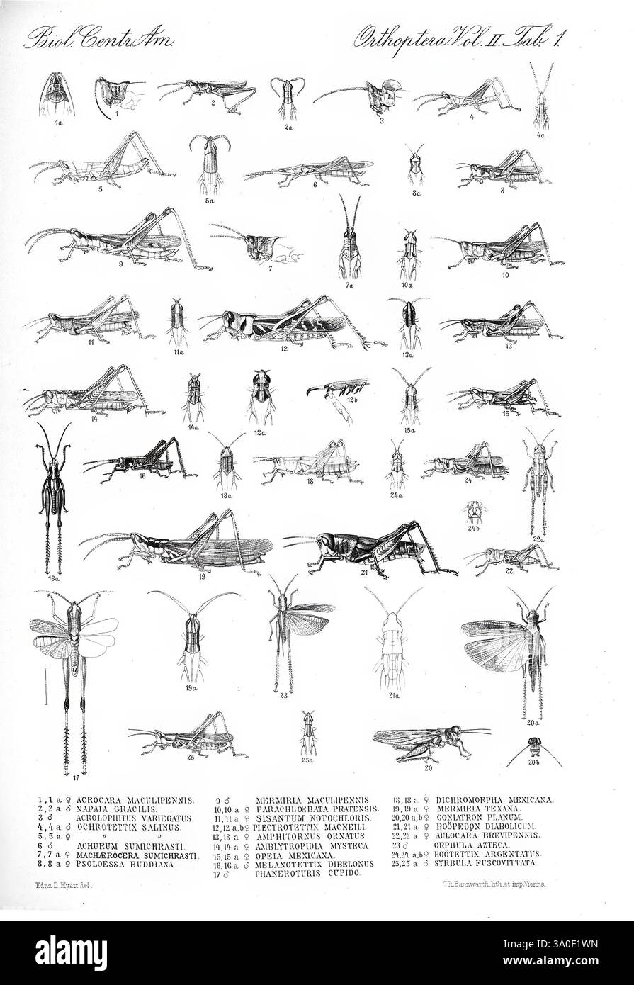 Biologia Centrali-Americana London, 1879-1915 Archaeology Botany ...