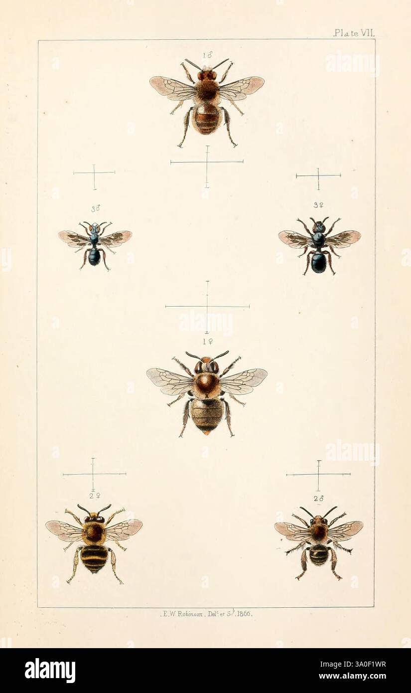 British bees, London, L. Reeve & Co, 1866, Great Britain, bees, insects ...