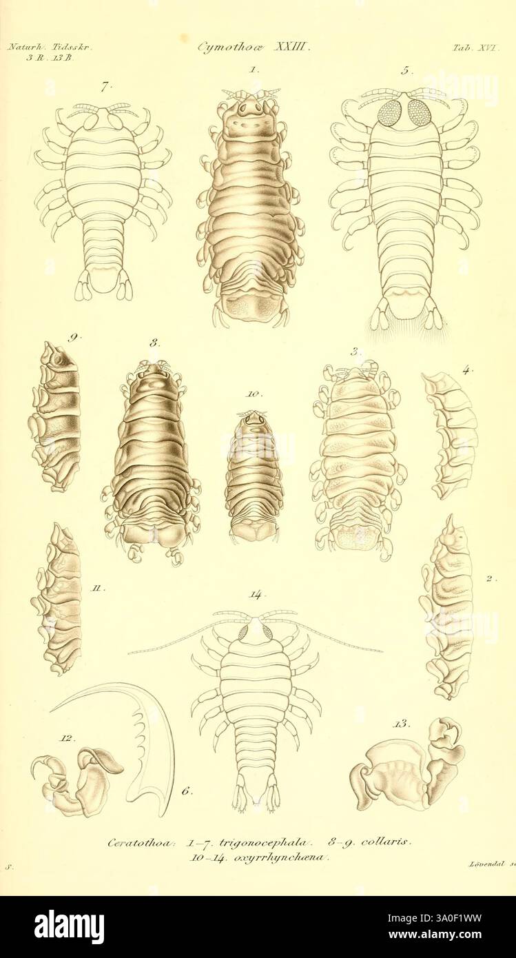 Symbolæ ad Monographiam Cymothoarum Crustaceorum Isopodum Familiæ ...