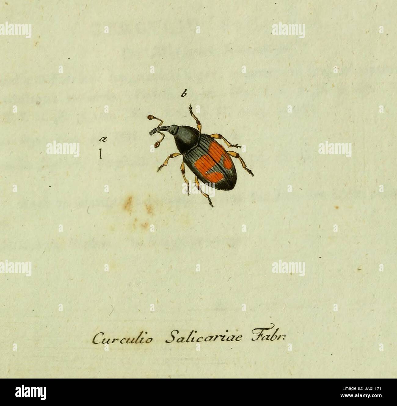 Insects distinctive features hi-res stock photography and images - Alamy