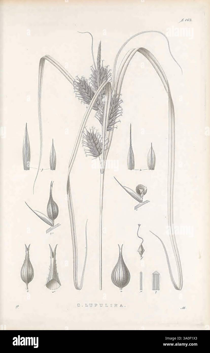 Illustrations, of, the, genus, Carex, London, William, Pamplin, 1858 ...