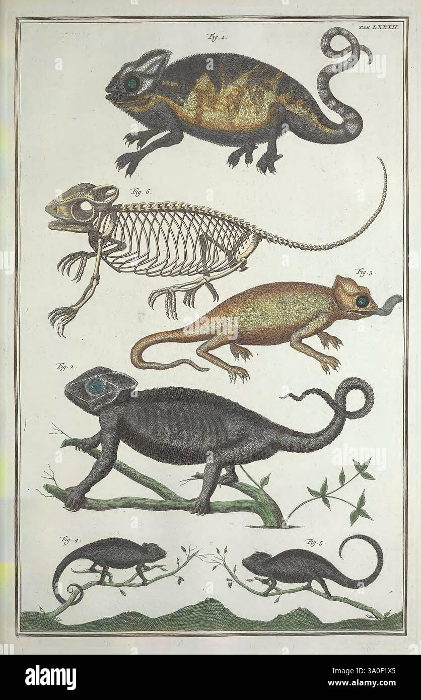 Lizards detailed anatomy hi-res stock photography and images - Alamy