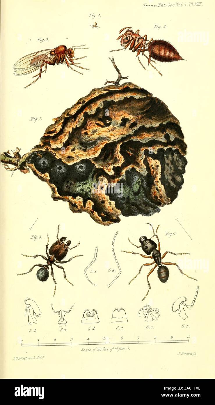 Corresponding anatomical structures hi-res stock photography and images ...