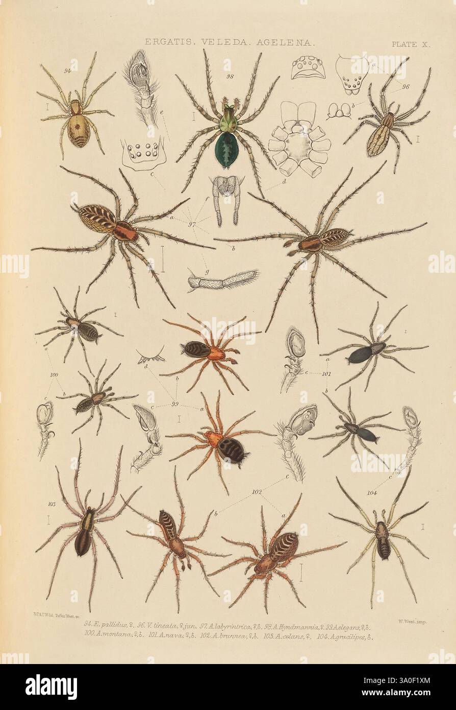 Range of spiders in different poses hi-res stock photography and images ...